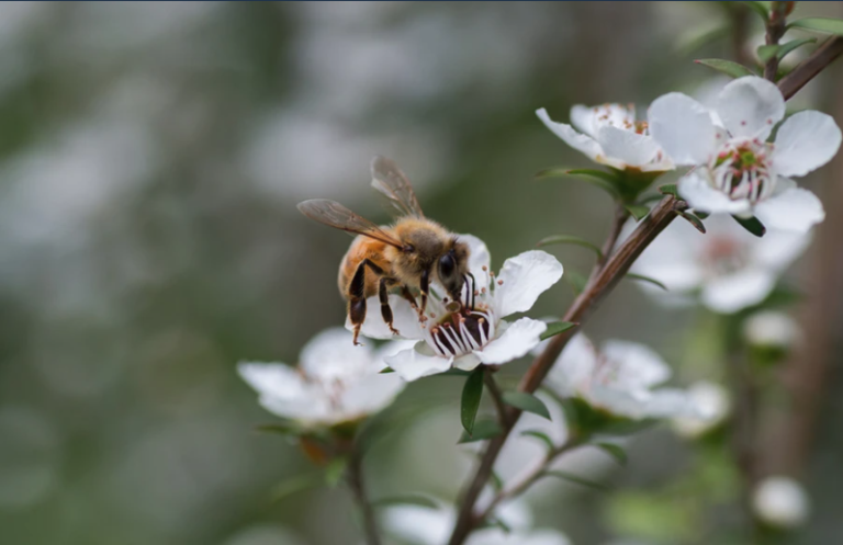 Nature’s Medicine: Manuka Honey – The Research & Writings of ALISON D ...